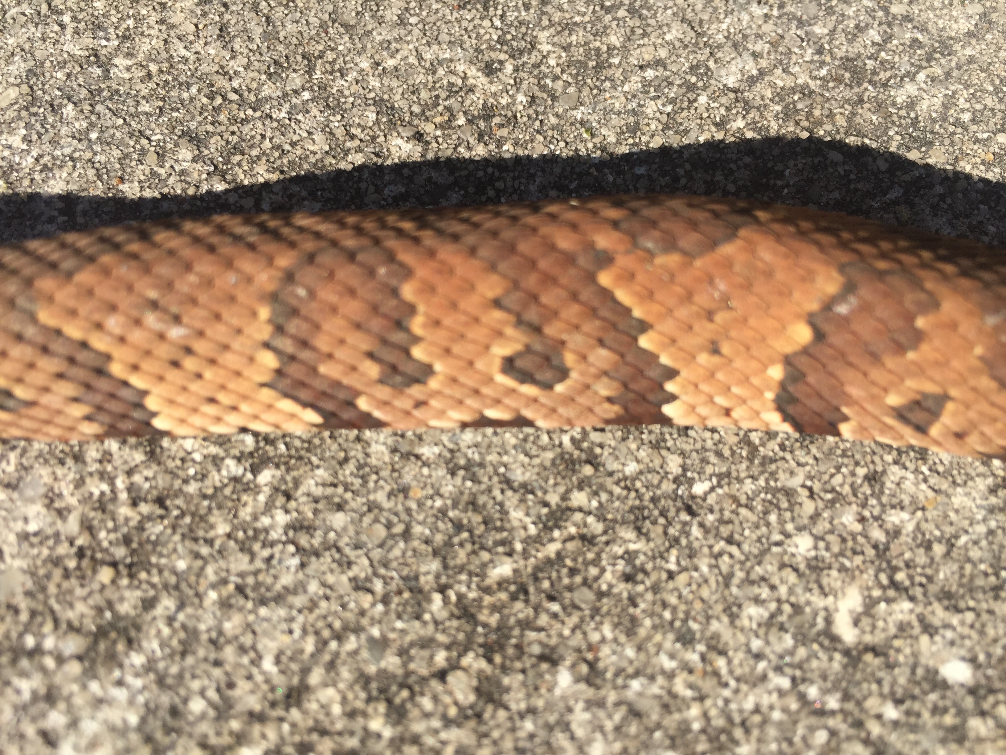 Snake Season Returns